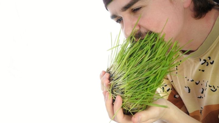 Can You Eat Grass 17 Edible Types Of Grass You Should Try Shtf Dad